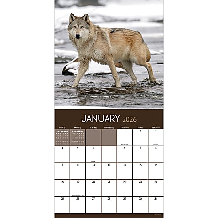2026 TF Publishing Animals Monthly Wall Calendar 12 x 12 Wolves January ...