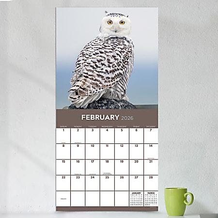 2026 TF Publishing Animals Monthly Wall Calendar 12 x 12 Owls January ...