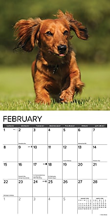 2026 Willow Creek Press Animals Monthly Wall Calendar 12 x 12 ...