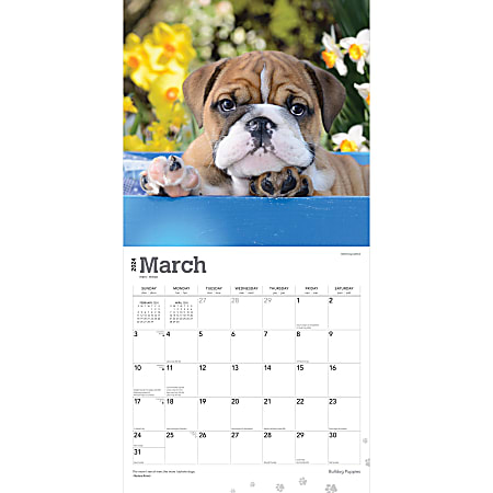 2024 Brown Trout Monthly Square Wall Calendar 12 x 24 Bulldog Puppies ...