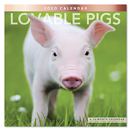 Mead Lovable Pigs Monthly Wall Calendar 12 x 12 January to December ...