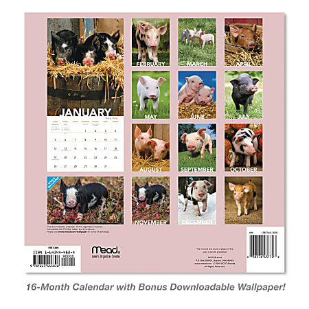 Mead Lovable Pigs Monthly Wall Calendar 12 x 12 January to December ...