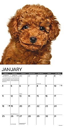 2026 Willow Creek Press Animals Monthly Wall Calendar 12 x 12 Poodle ...