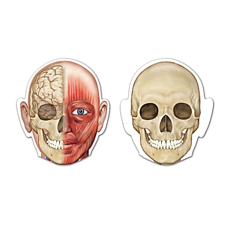 Learning Resources Double Sided Magnetic Human Body 3 Multicolor ...
