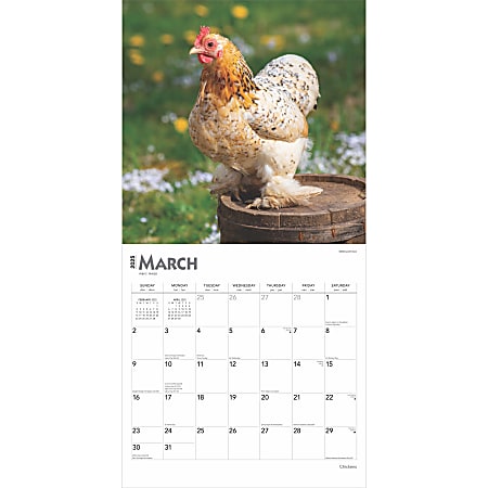 2025 BrownTrout Chickens Monthly Plastic Free Square Wall Calendar 12 x ...