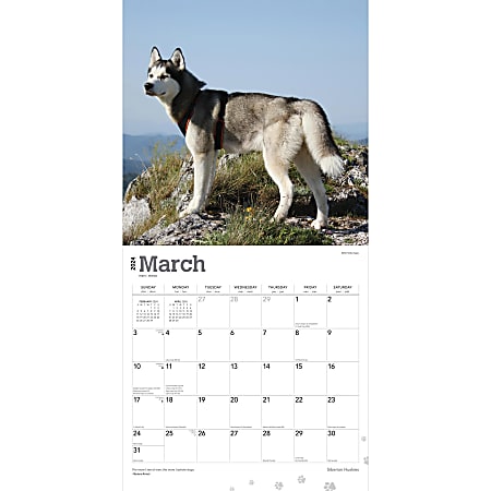 2024 Brown Trout Monthly Square Wall Calendar 12 x 12 Siberian Huskies ...