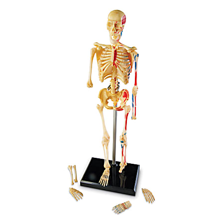 Learning Resources Human Skeleton Model Grade 3 Grade 9 - Office Depot